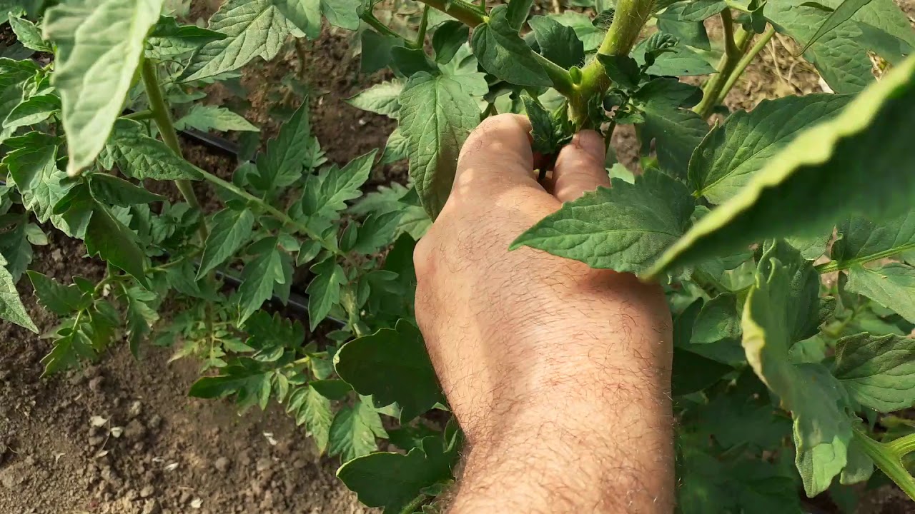 Copilirea roșiilor din solar sau afară - YouTube