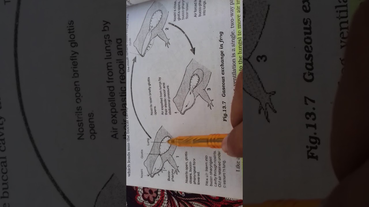 Gas Exchange in Frog (chap 13) first year biology - YouTube