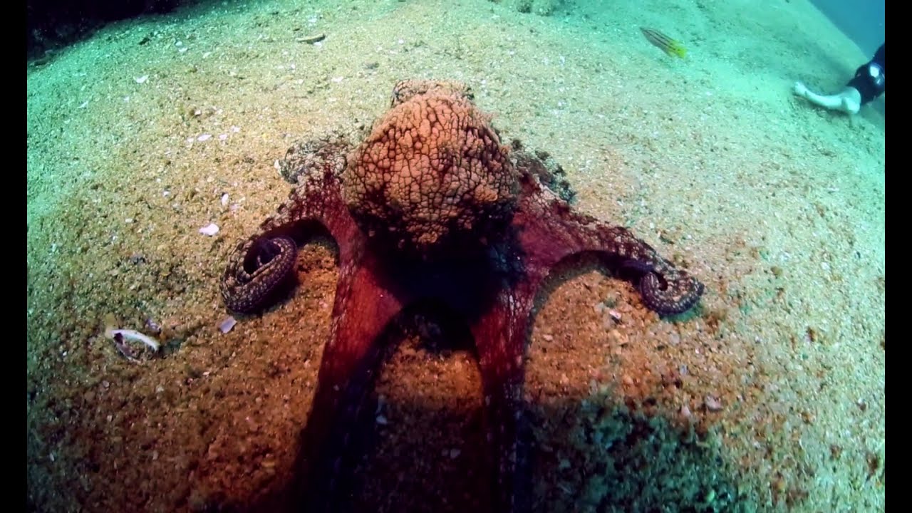 "Silly" Octopus (grabbed my camera!) - YouTube