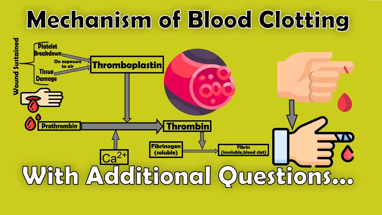 Mechanism of Blood Clotting ||Hemostasis|| Blood clotting || Blood ...