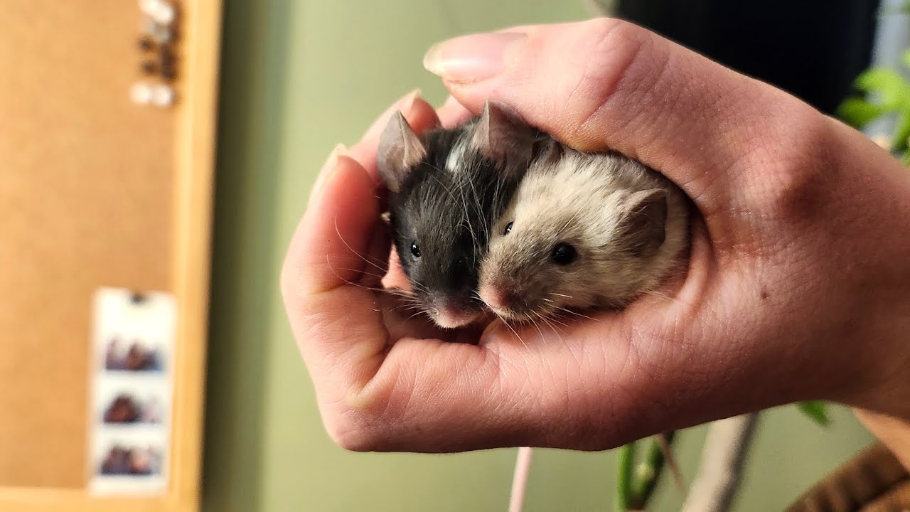 My Current Mouse Breeding Pairs! - YouTube