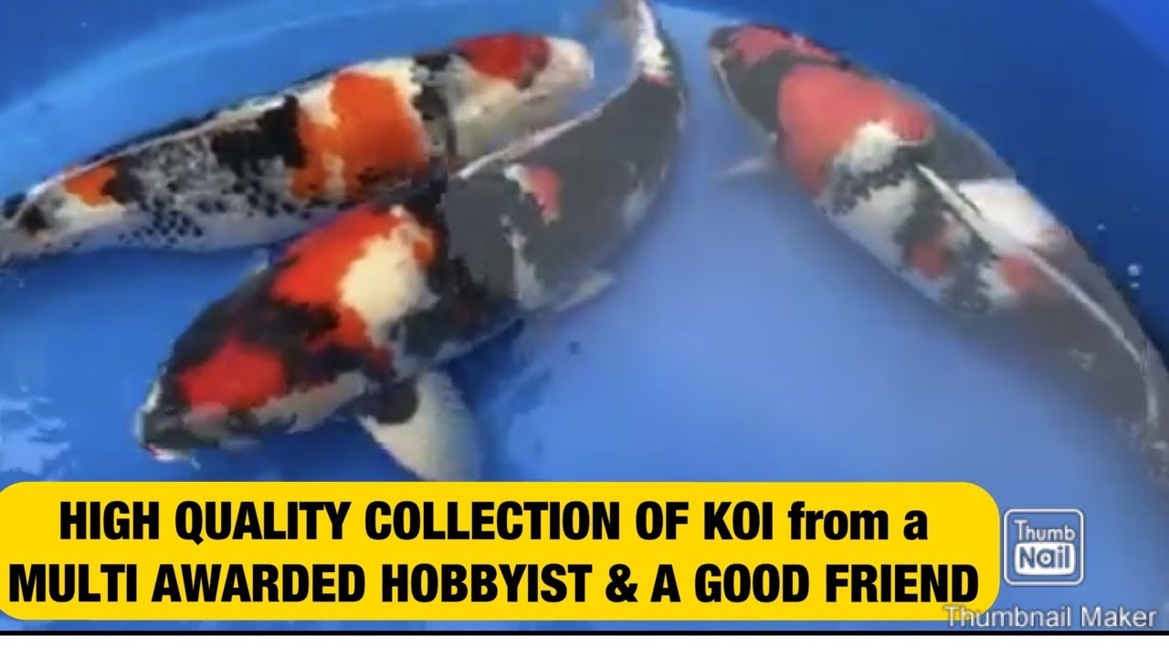 high quality koi fish collection of a multi-awarded hobbyist and a good ...