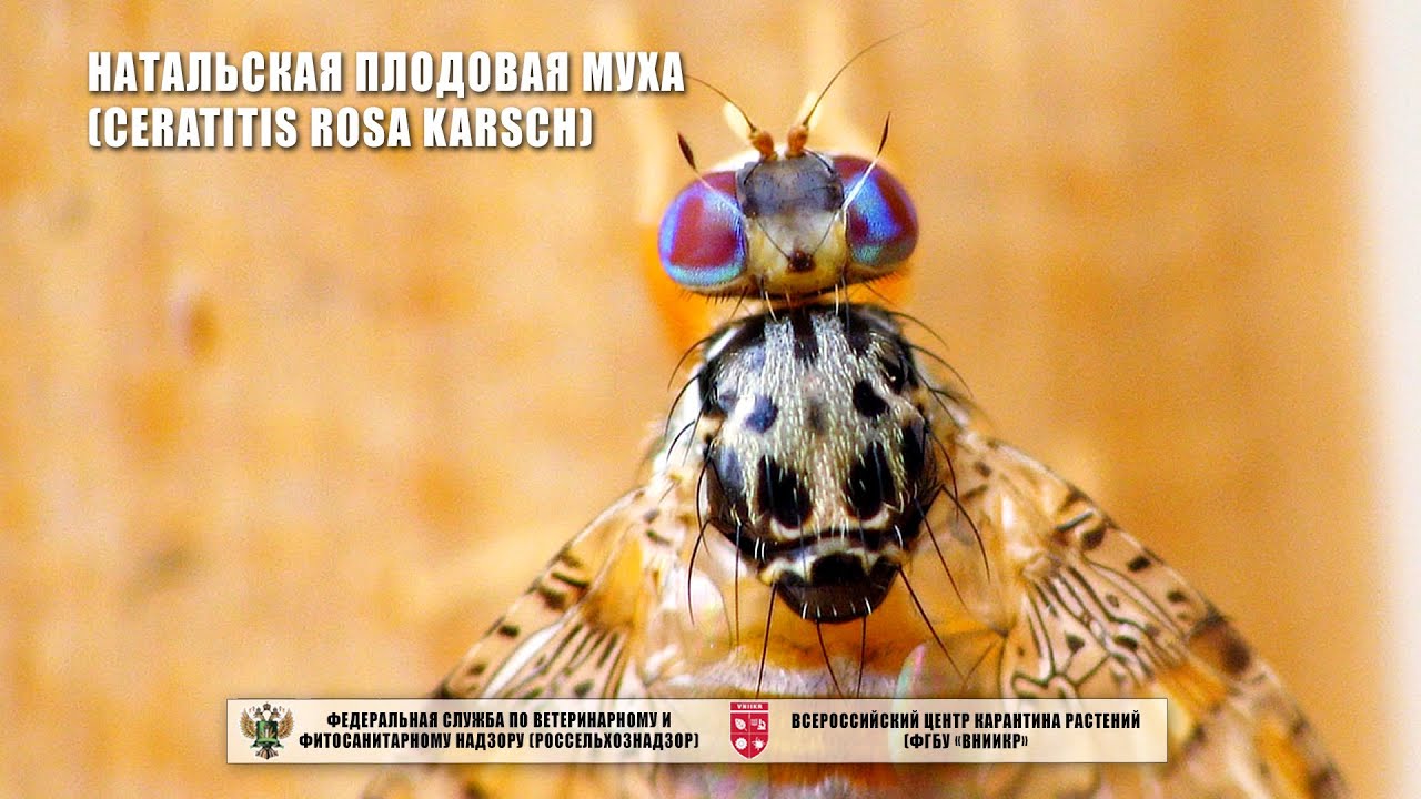 Натальская плодовая муха (Ceratitis rosa Karsch) - YouTube