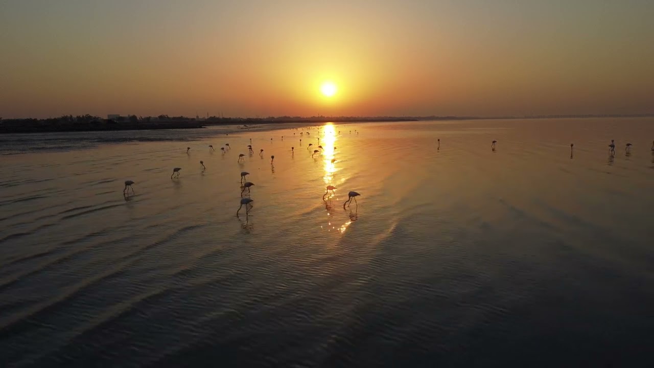Flamingos in Kuwait - YouTube
