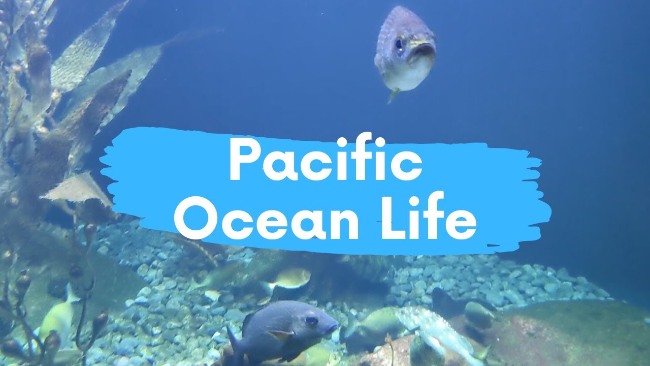 Pacific Ocean Underwater Marine Life - YouTube