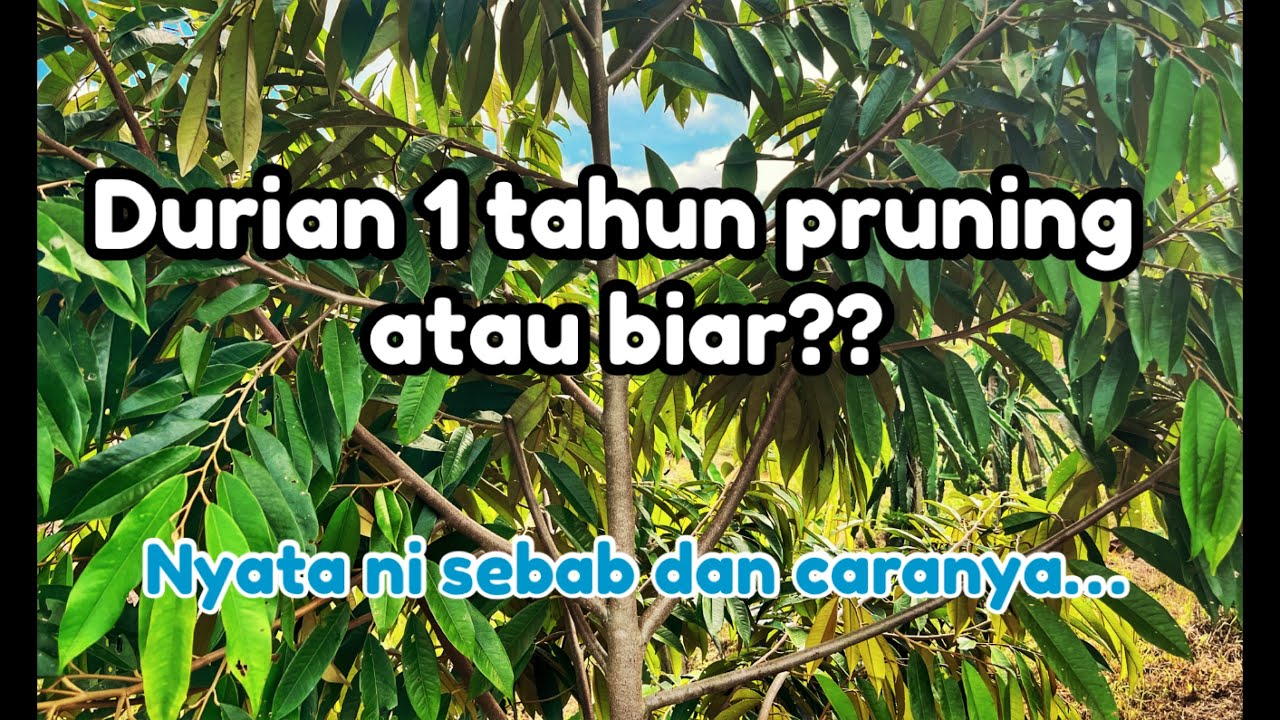 Pruning durian 1 tahun.. cara dan kaedah yang betul.? - YouTube
