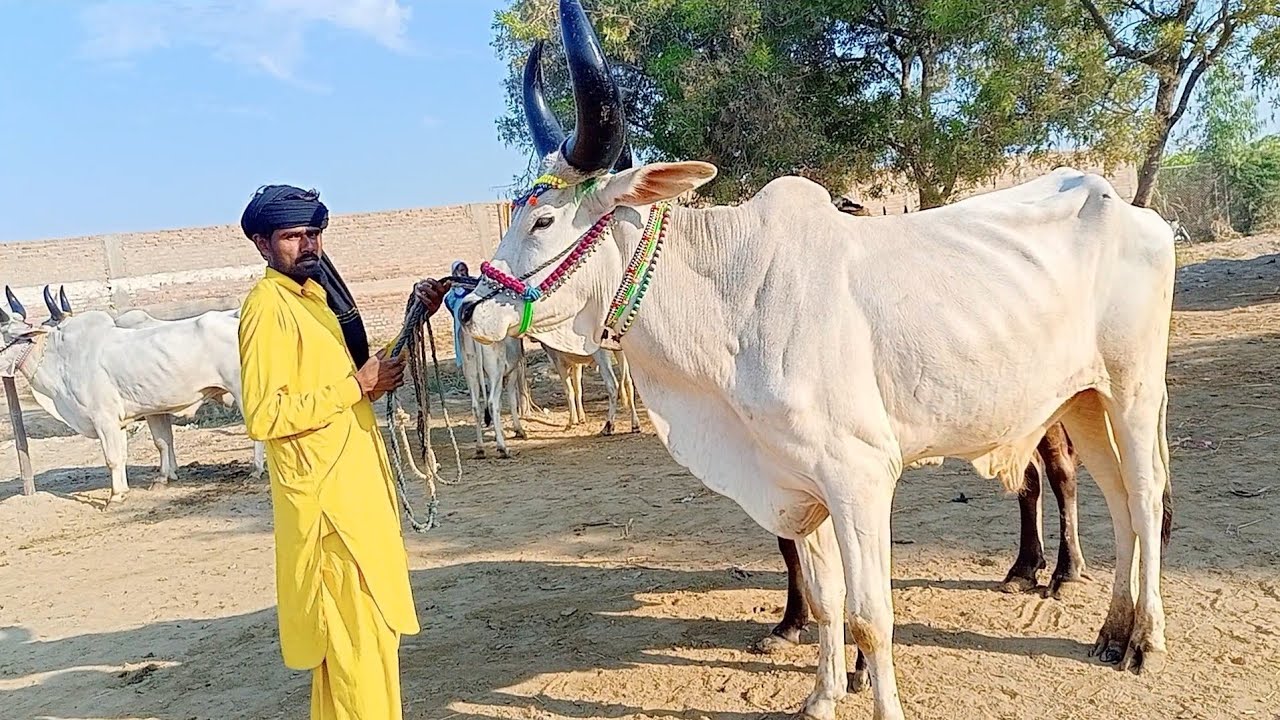 kankrej bull and bachre bachiya Qurbani 2023 | 21 December 2022 - YouTube