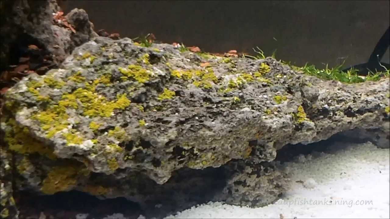 10 gallon planted aquarium..Aquascape on a budget #2 - YouTube