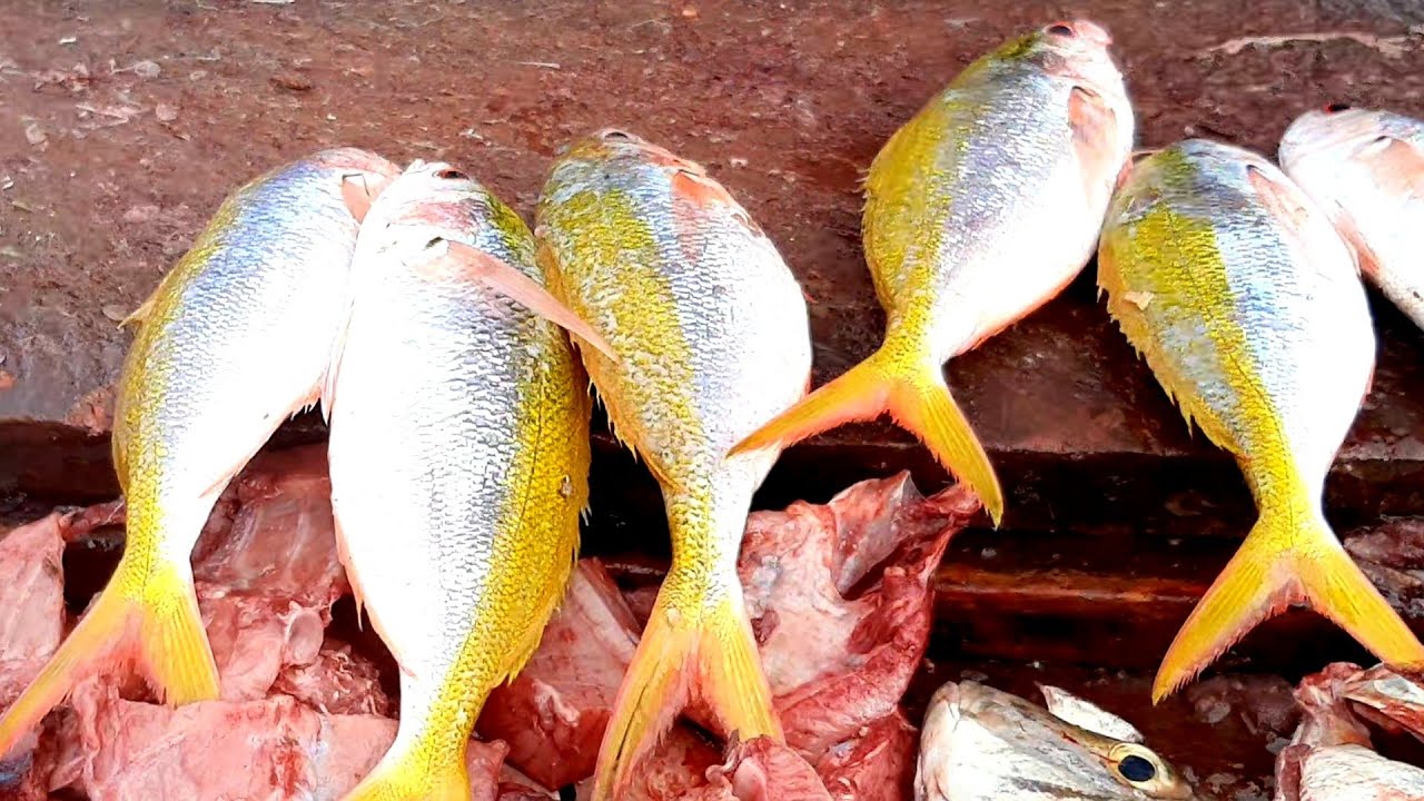 SNAPPER FISH CUTTING | බෝල පානත්තා - YouTube
