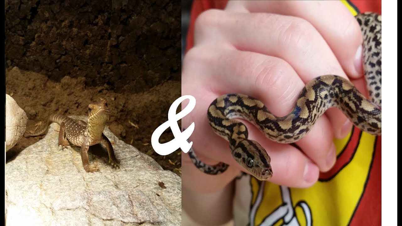 Unboxing Warana Stepowego i Boa Tęczowego [1080p] - YouTube