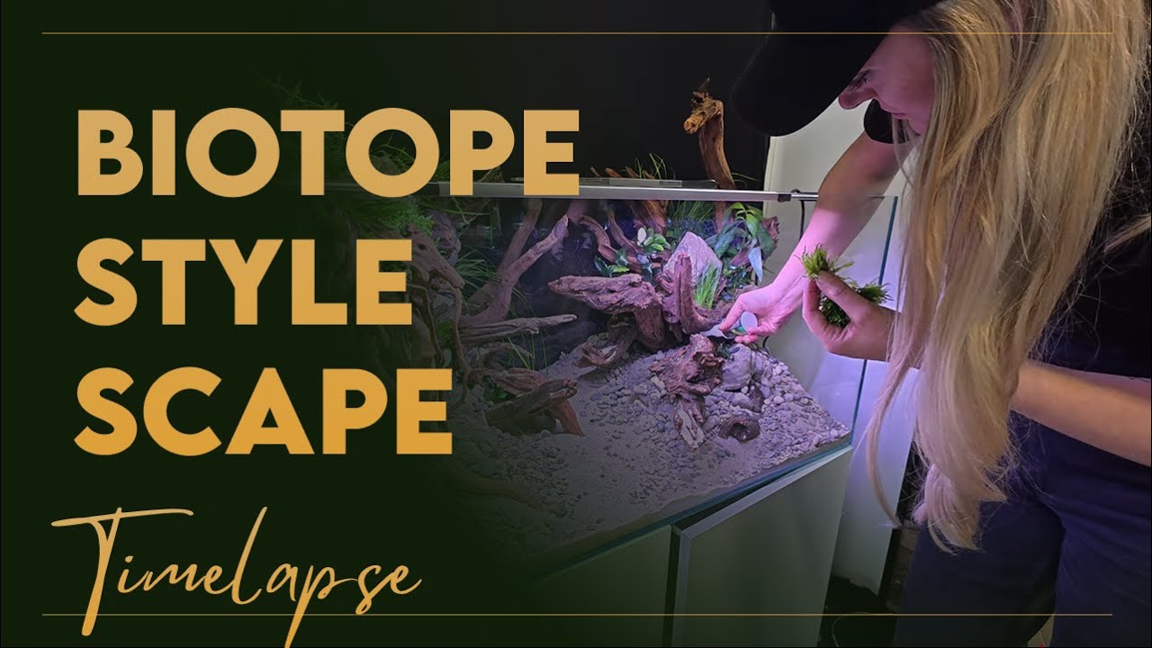 How we made this biotope style scape - total SPONTANEOUS - Timelapse ...