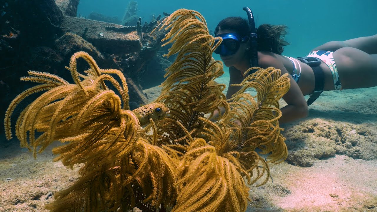 South Florida Reef Shore Dive - YouTube