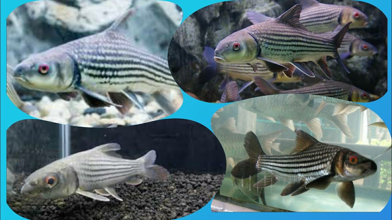 Ini Dia! ! ! Ikan Temoleh; Probarbus jullieni Primadona Di Perairan ...