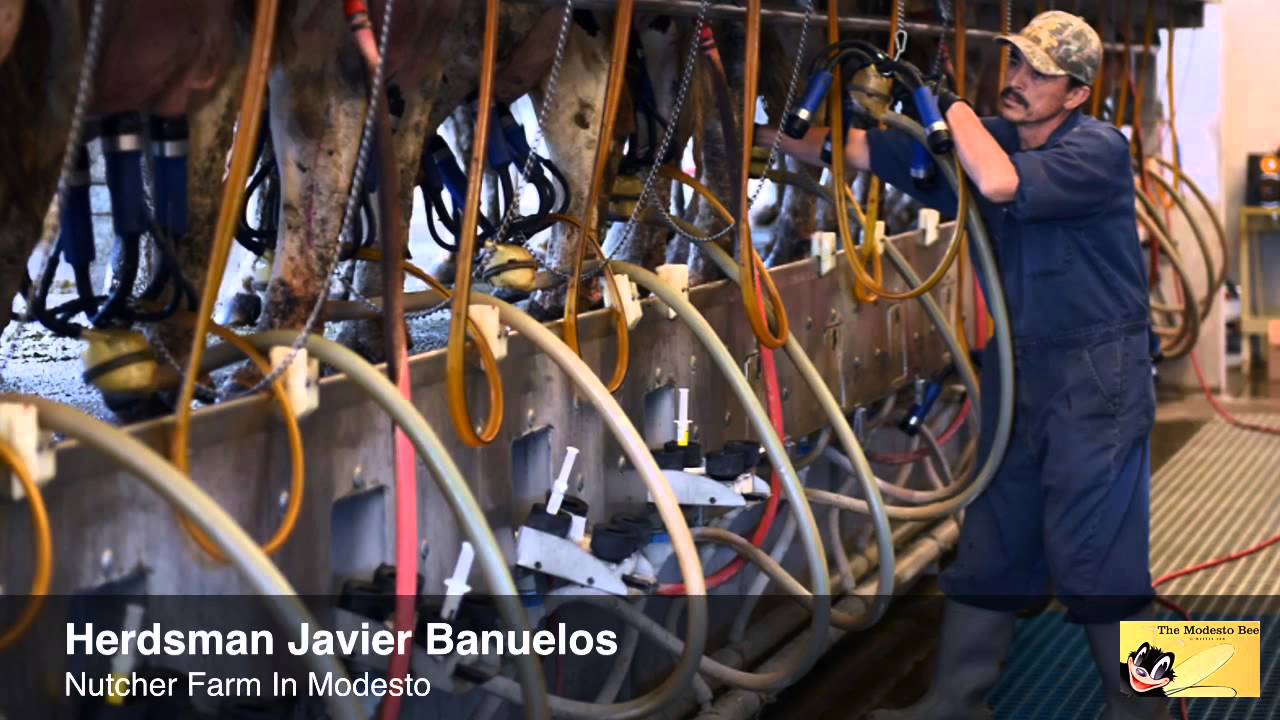 Modesto's Nutcher Farm Owner Talks Milk - YouTube