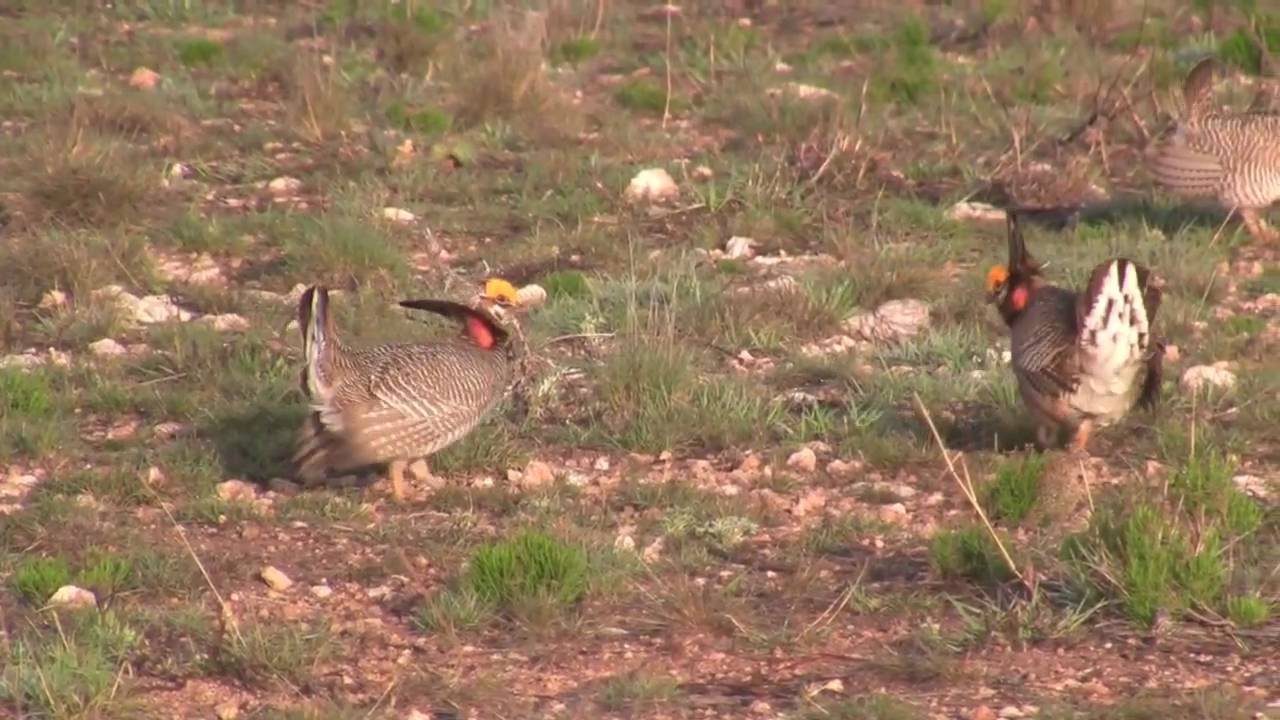 Lesser Prairie Chicken Festival--Battle on the Lek - YouTube