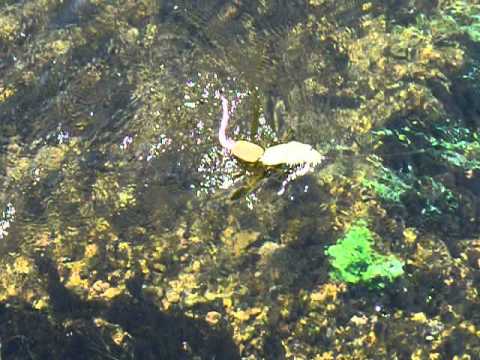 Homemade Rat SwimBait - YouTube