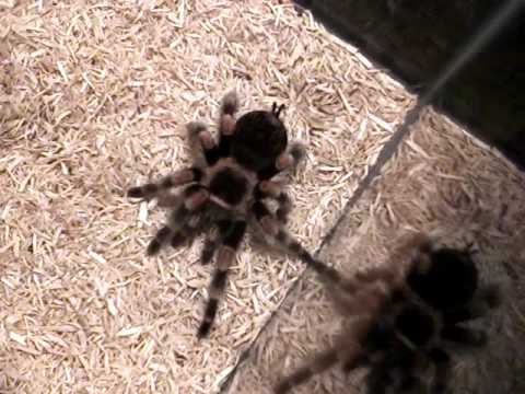 Mexican Red Knee Tarantula Basic Care - YouTube