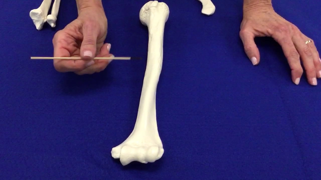 Appendicular skeleton - Arm bones - YouTube
