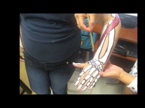 musculo extensor radial corto del carpo - YouTube