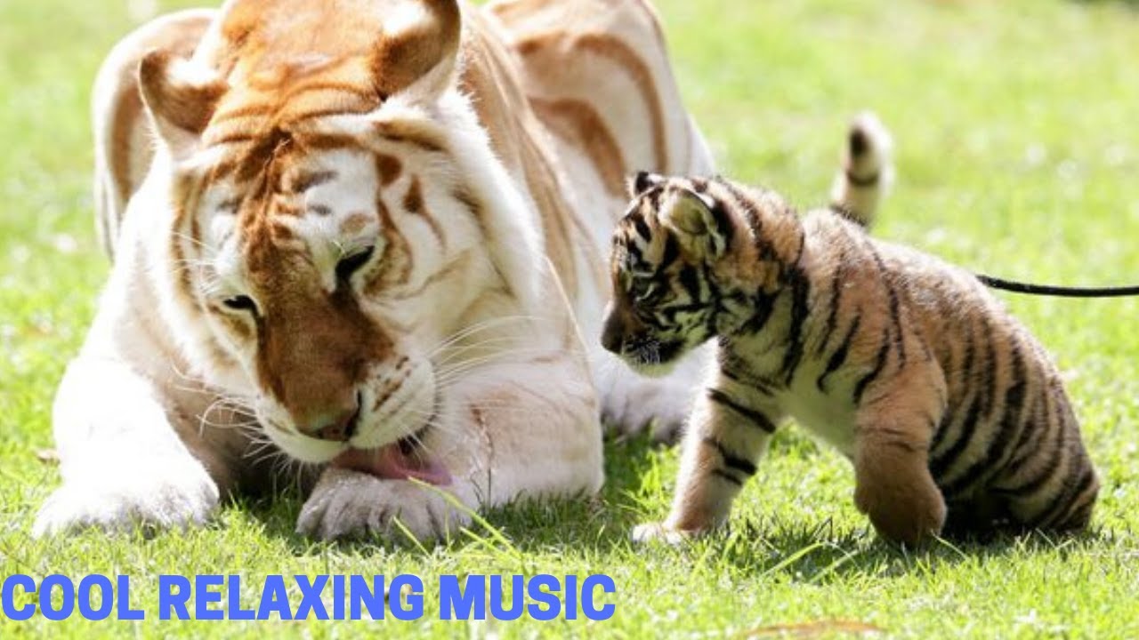 relax and calm with beautiful tigers/wonderful music. - YouTube