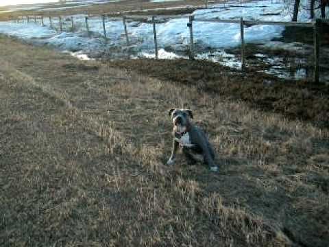 Pit Bulls Anna, Moo Moo & Violet playing with Catahoulas and Jack ...