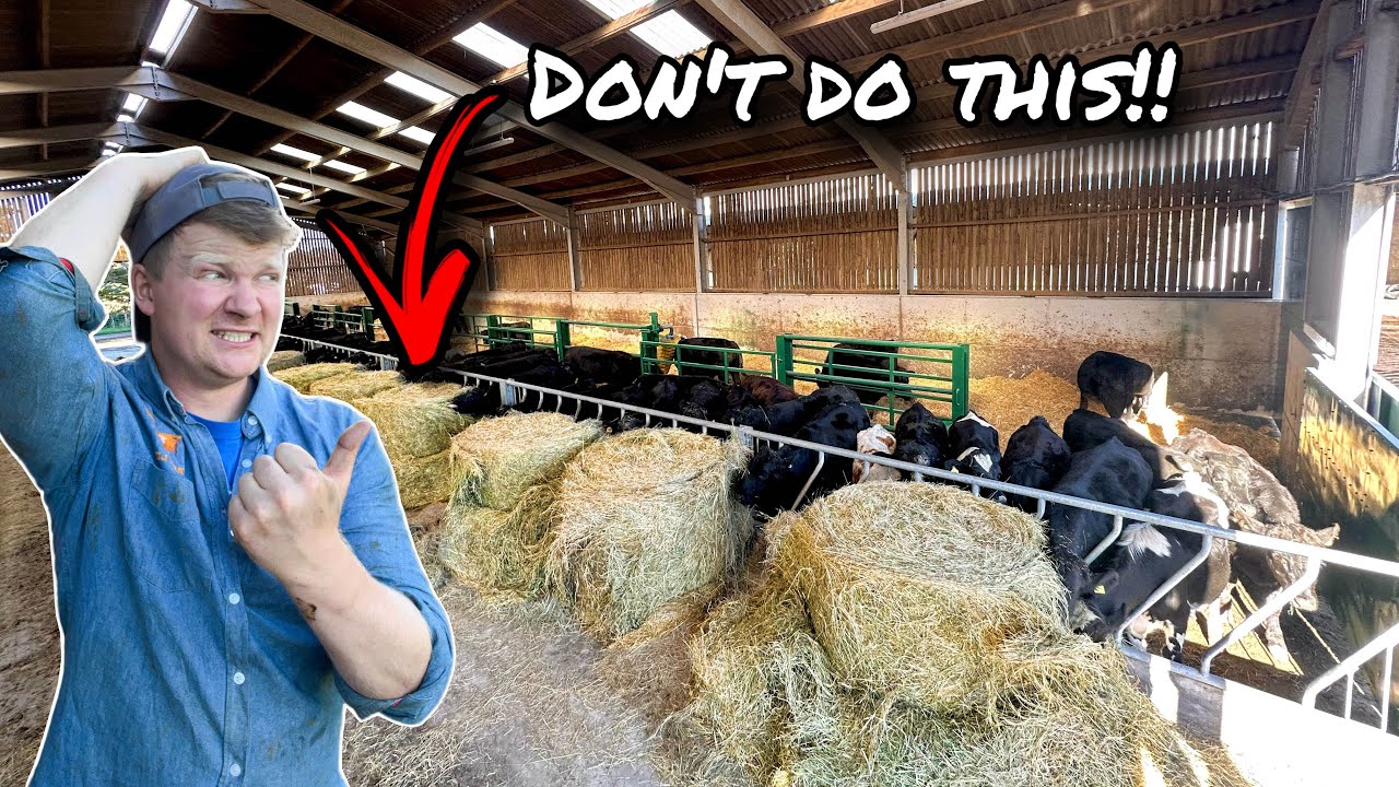 WAS IT JUST IN TIME?... THE MOST EXPENSIVE WAY TO FEED CATTLE? | Tom ...