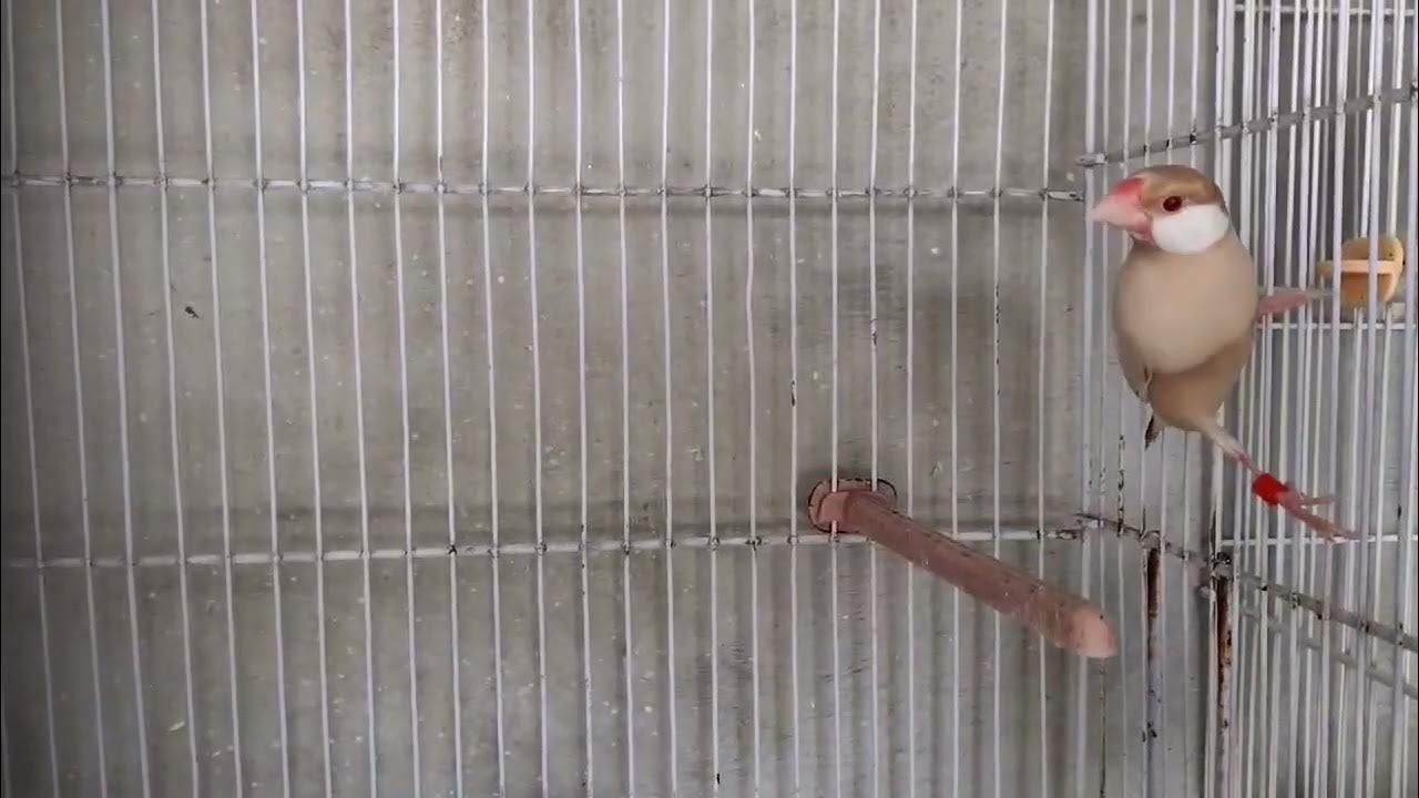 Fawn Java Sparrow Breeding progress | Lady gouldian, owl finch, silver & White java Creamino ...