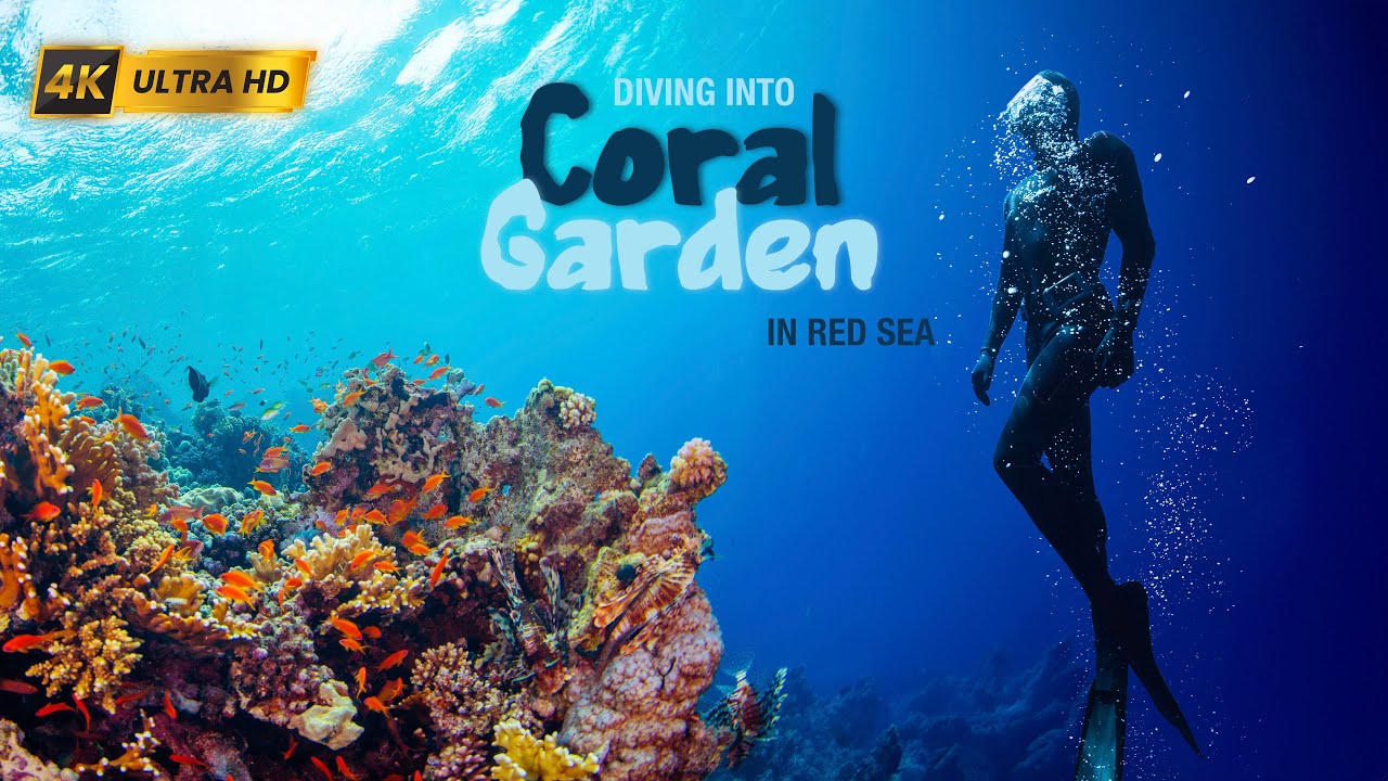 Underwater Dreams | 8 Hours of Red Sea Coral Reefs & Relaxing Ambient ...