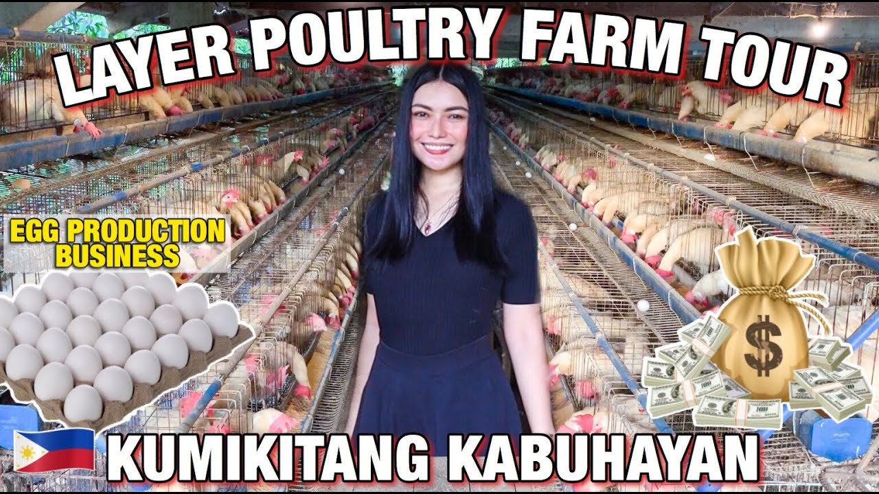 LAYER POULTRY FARM TOUR (PHILIPPINES) EGG PRODUCTION BUSINESS 💸 ...