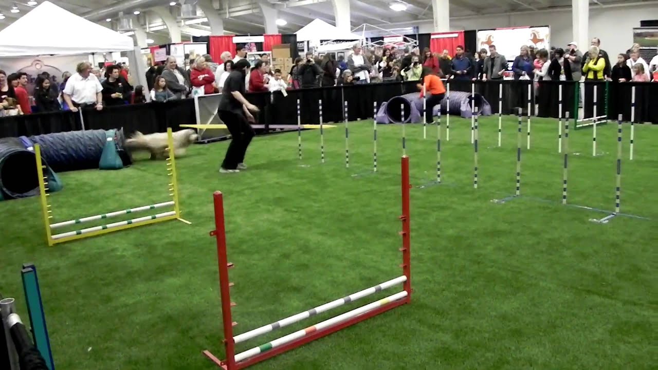 Pet Expo Santa Clara 2011 Dog Agility Weavepole Relay Race - YouTube