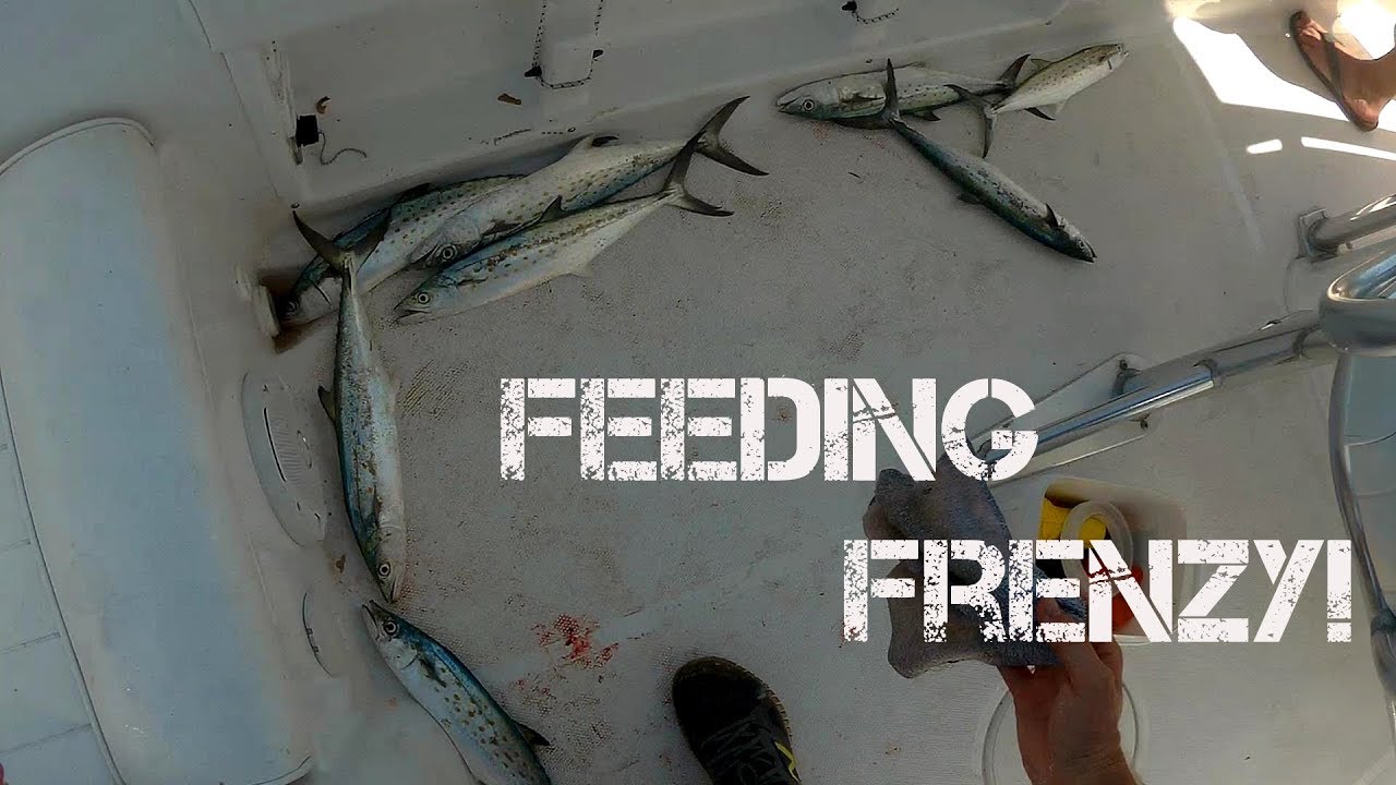 Spanish Mackerel Feeding Frenzy! - YouTube