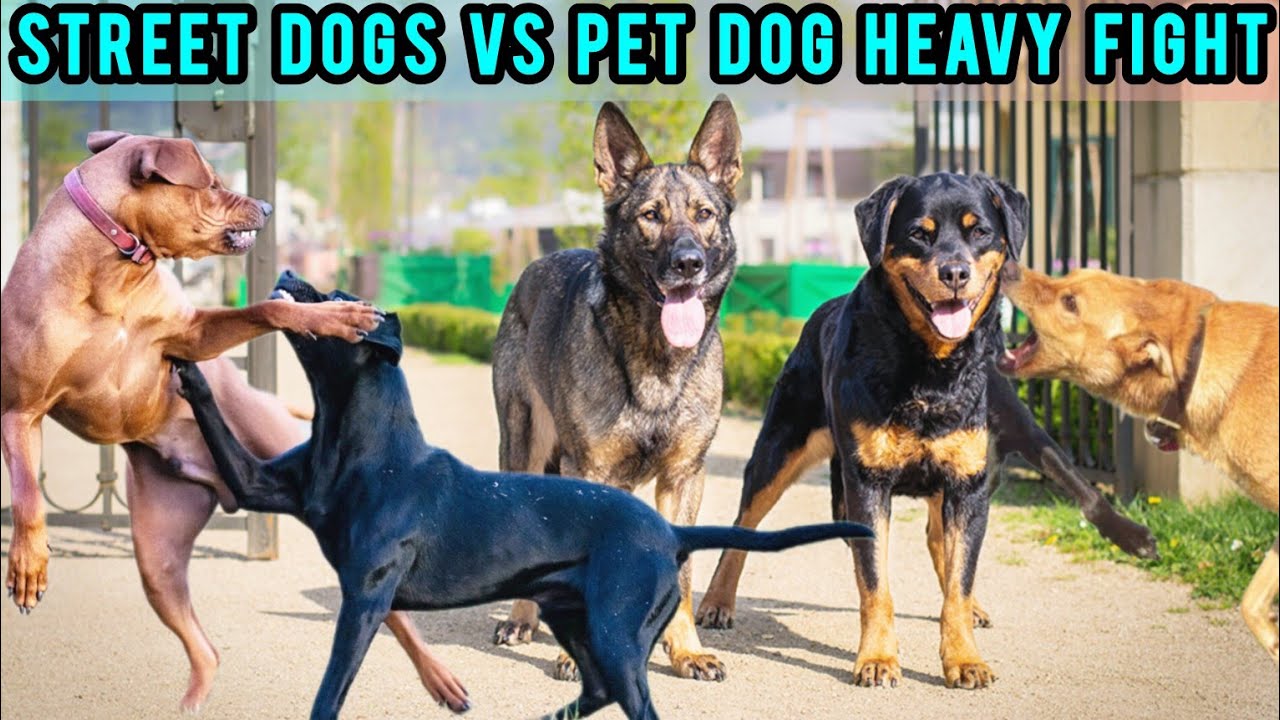 Street dogs vs pet dog heavy fighting | Street Animals - YouTube