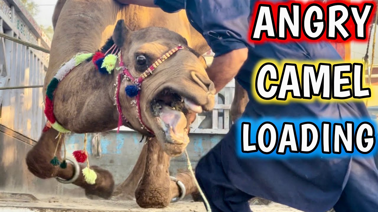 Angry camel | dangerous camel loading | angry camel loading in truck ...