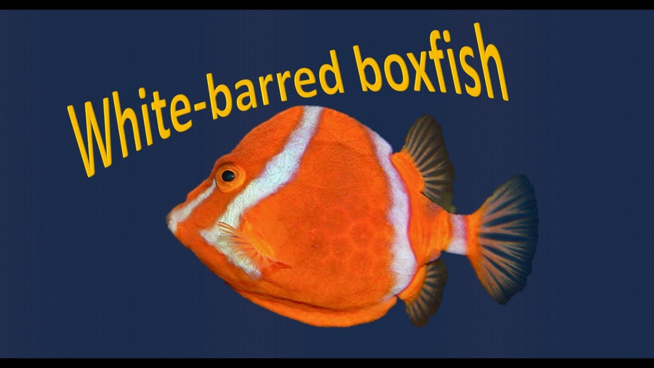 White barred boxfish - YouTube