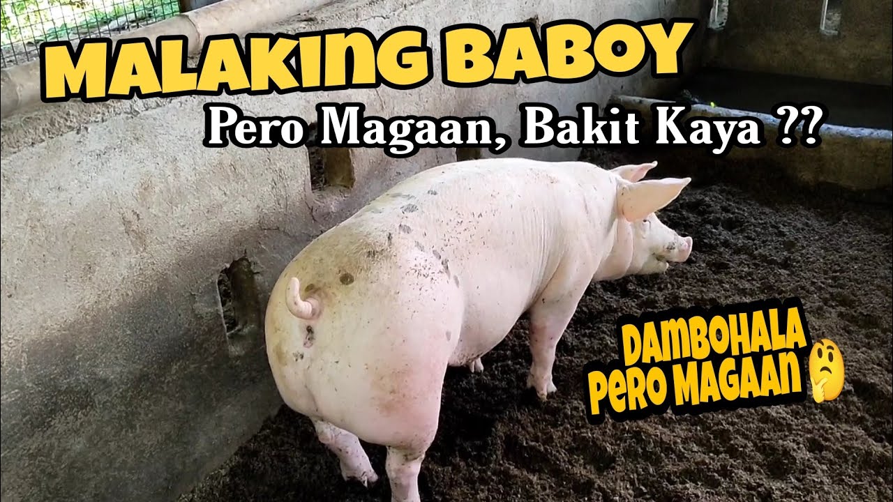 MALAKING BABOY PERO MAGAAN - BAKIT KAYA AT ANO KAYANG PROBLEMA ...