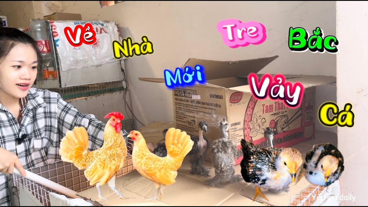 Đưa Bầy Gà Tre Bắc Con, Gà Vảy Cá Vàng, Đà Điểu Mini Về Nhà Mới-Gà Rừng ...
