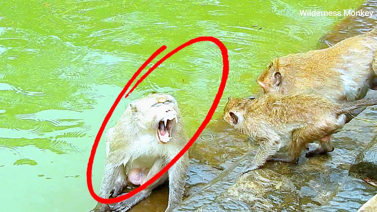 Father monkey 🙈 Angry 😖😠 with babies monkey🙈 - YouTube