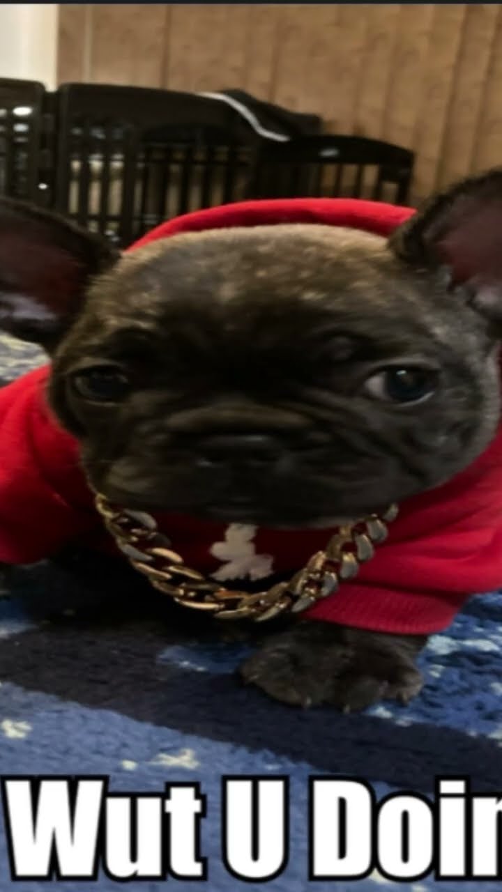 Sigma dogs - YouTube