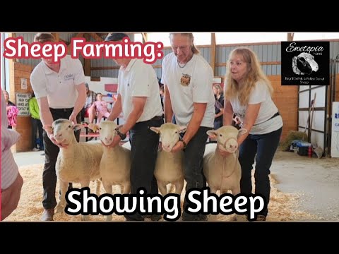 Sheep Farming: Showing Sheep /September 18, 2022 - YouTube