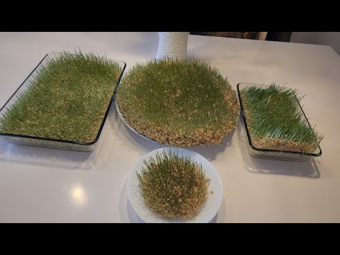 طرز درست کردن سمنک&سمنو & Samanak &Samanu - YouTube