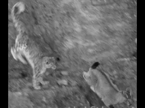 Snow Leopard hunt compilation: dangerous Cat attack-tics from the Himalaya