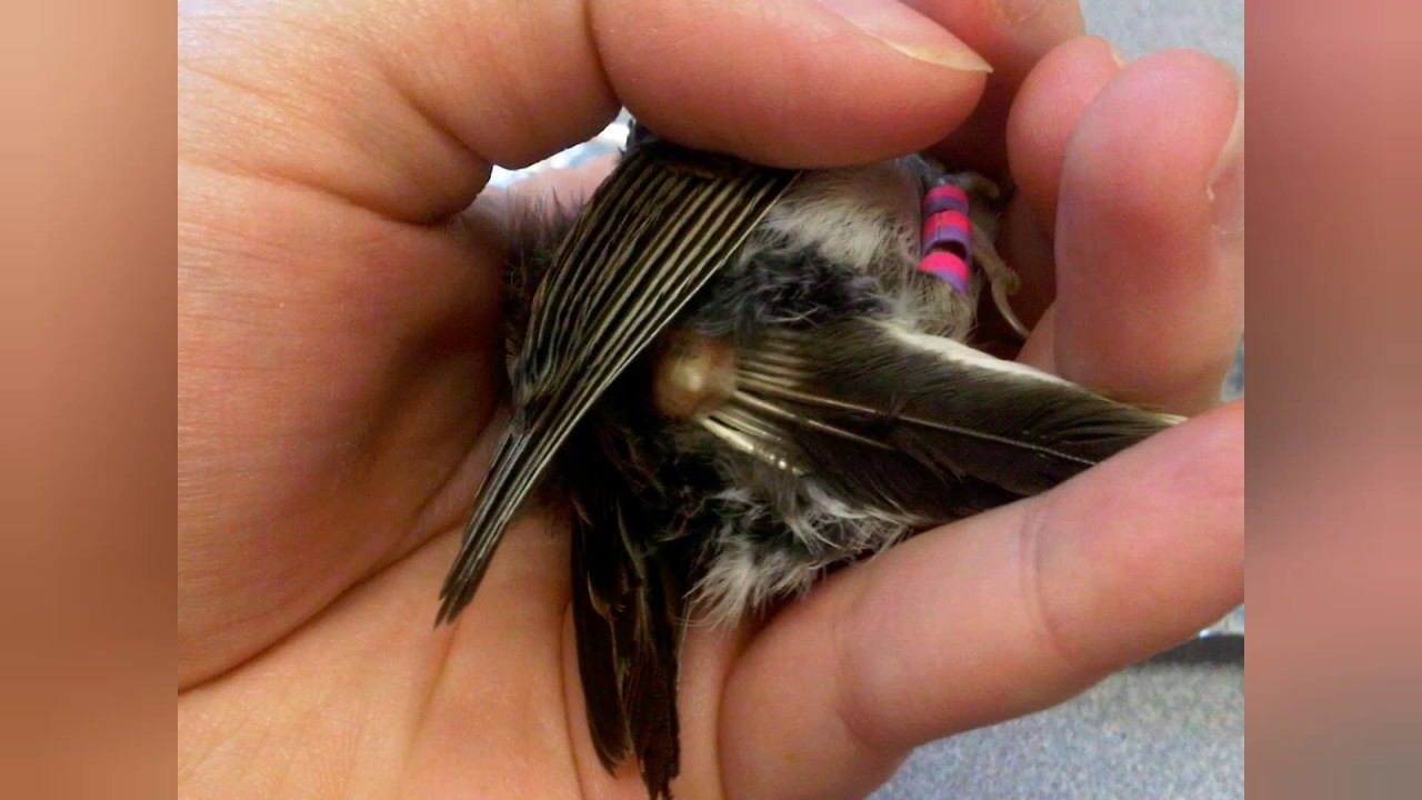 Aprenda o que é e para que serve essa Glândula. - YouTube