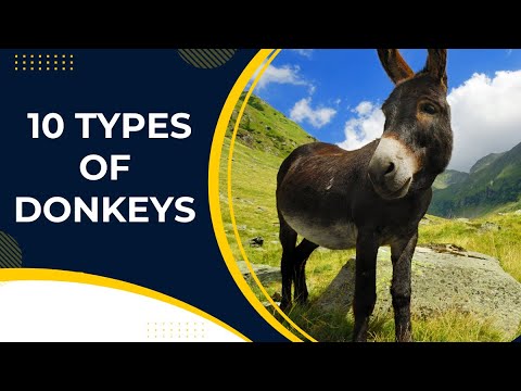From Miniature to Mammoth: A Donkey Breed Size Comparison - Eco-savvy.blog