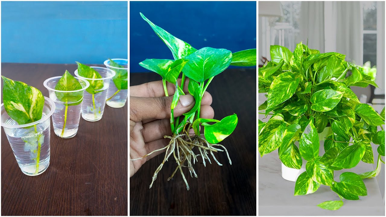 Best idea for grow money plant at home from leaves || Water propagation ...