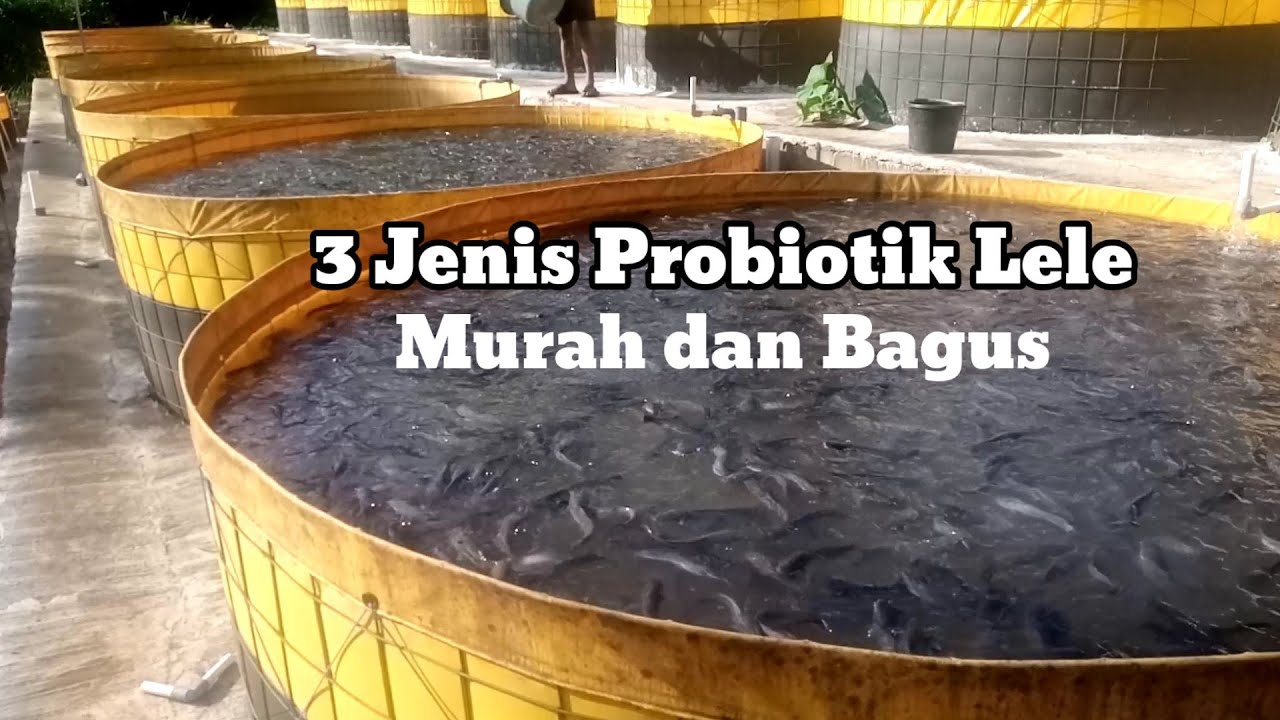 3 Jenis Probiotik Lele Murah Dan Bagus #budidaya #ternaklele # ...