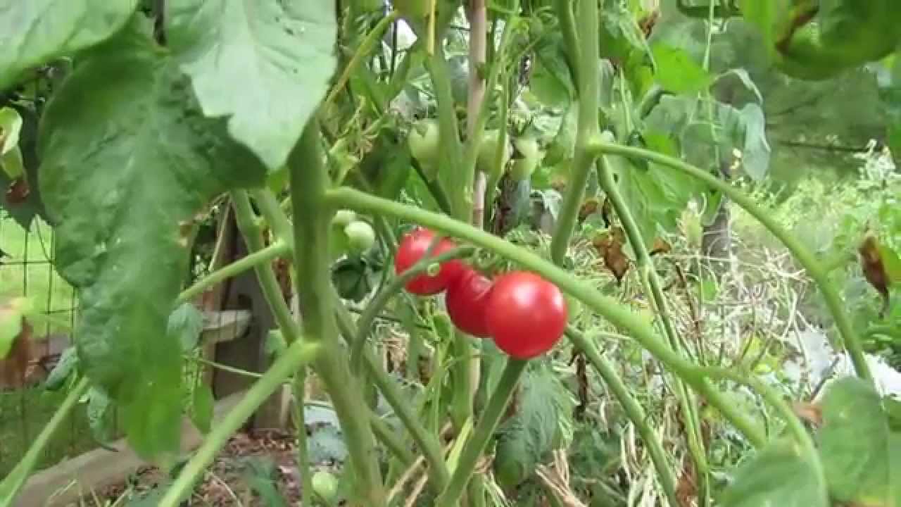 Tomato Profile: The "Brandysweet Plum" Sweet!: I Forgot I Planted It ...