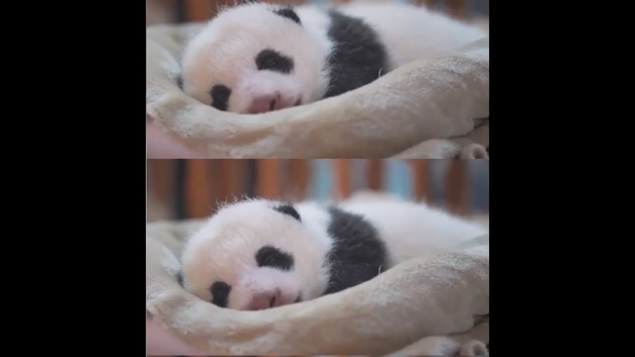 cuteness overloaded, animal series, part 1 - YouTube