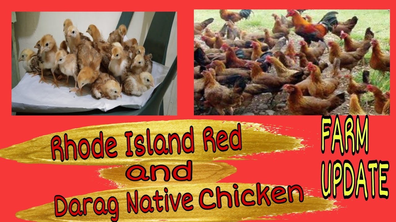 RHODE ISLAND RED AND NATIVE CHICKEN / FARM UPDATE / KA AGRI TV - YouTube