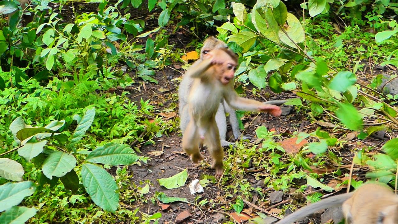 Baby monkey SARO plays with monkey MARTIN and monkey MARTO. - YouTube