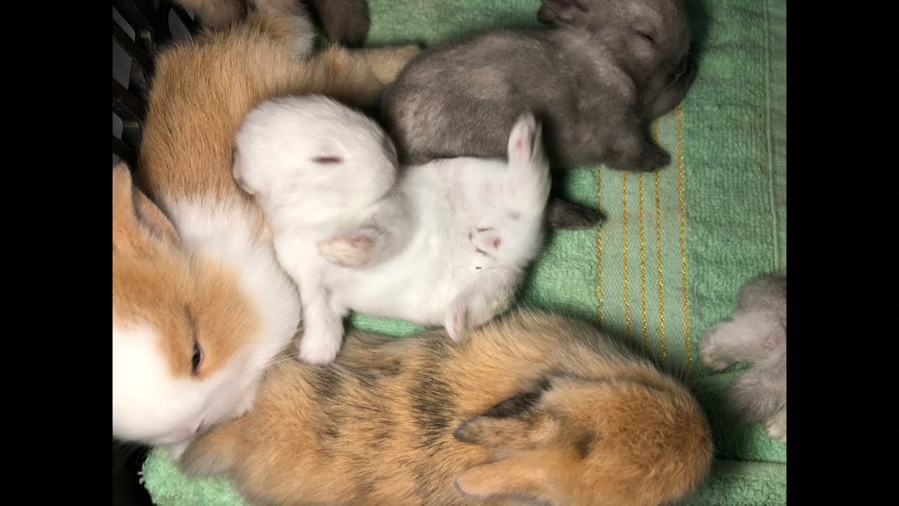 17-day-old baby rabbits can run and jump around - YouTube